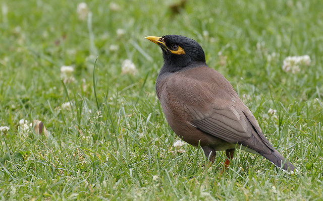 Common Myna | What bird is this