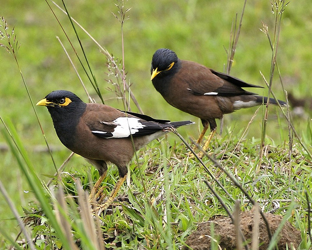 Common Myna | What bird is this