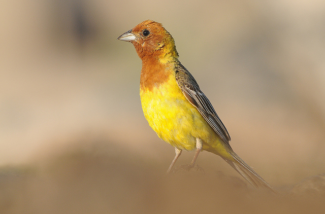 Red-headed Bunting | What bird is this